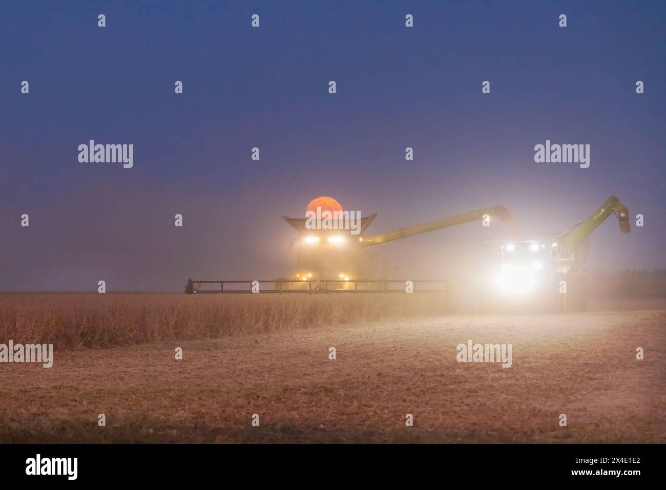 Combine harvesting soybeans and unloading into grain cart as full moon ...