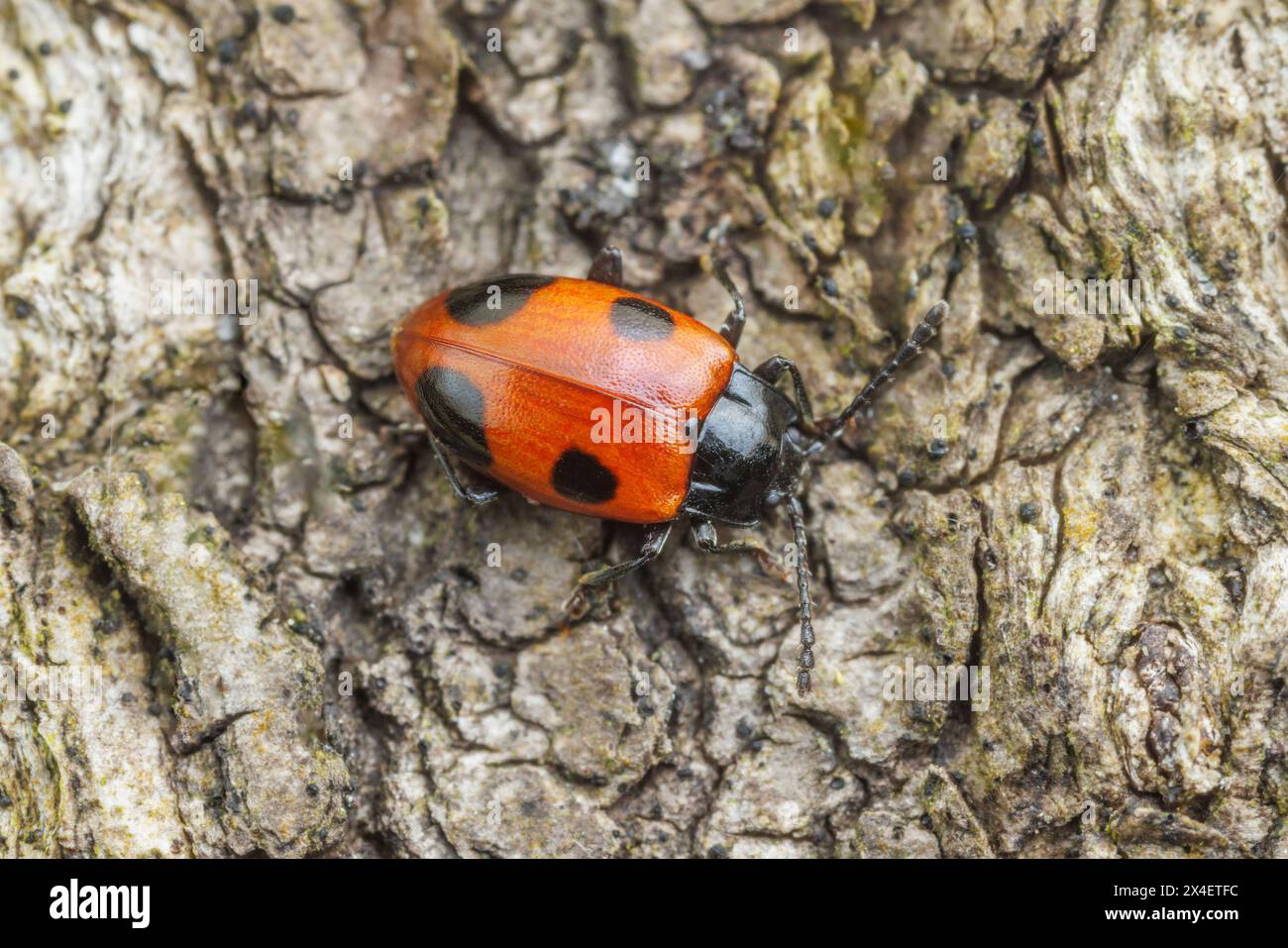 Handsome Fungus Beetle (Endomychus biguttatus Stock Photo - Alamy