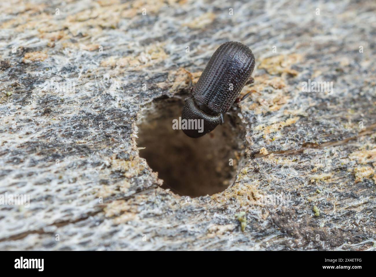 A Snout Beetle (Stenoscelis brevis) investigates a cavity in the side ...
