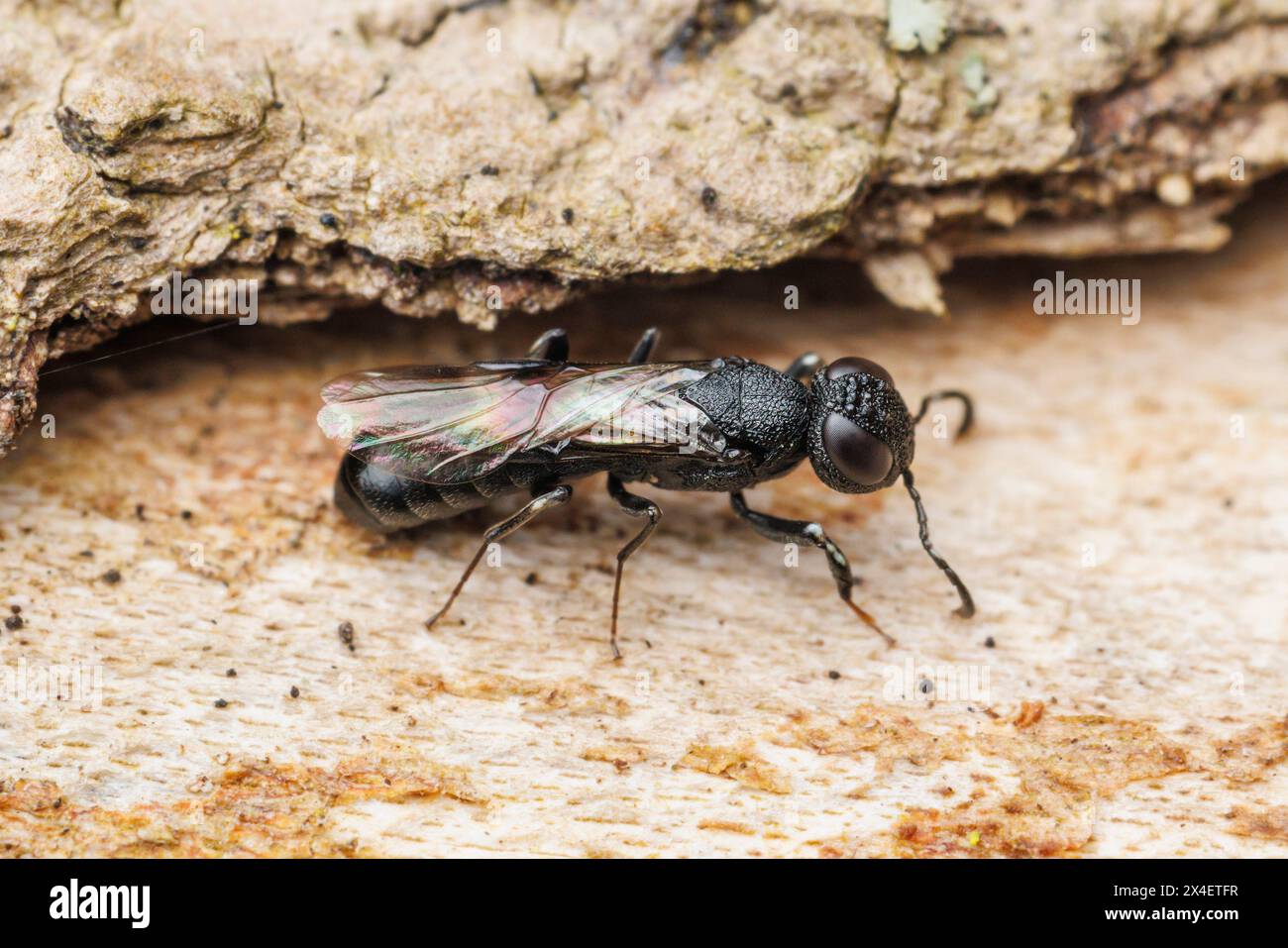 Parasitic wood wasps hi-res stock photography and images - Alamy