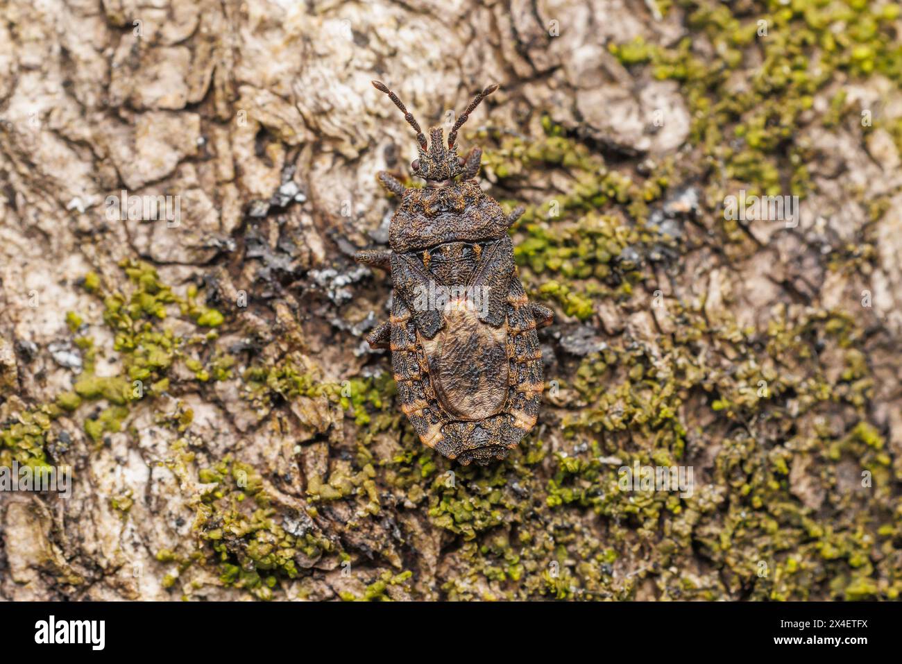 Flat Bug (Mezira subsetosa Stock Photo - Alamy