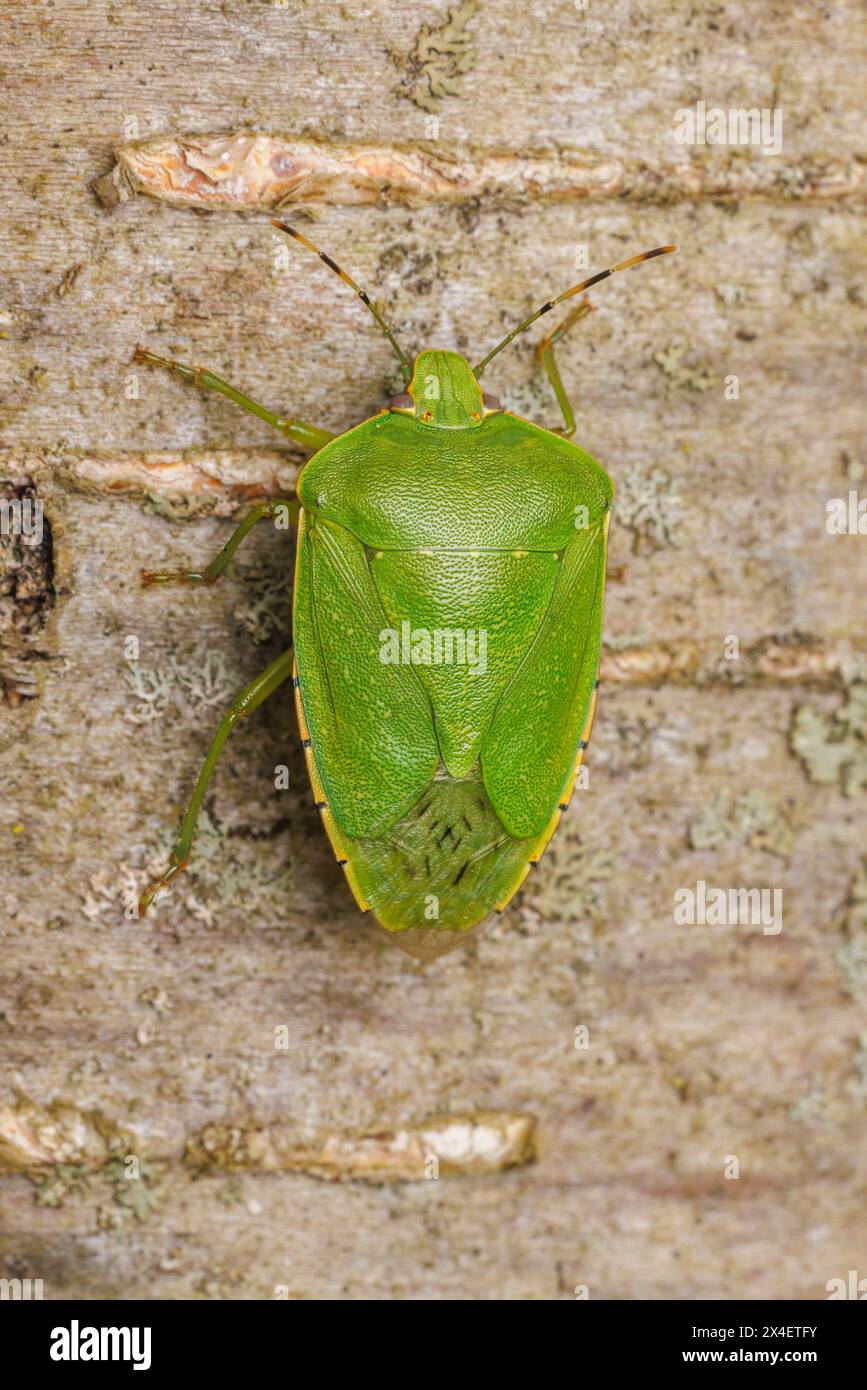 Green Stink Bug (Chinavia hilaris Stock Photo - Alamy