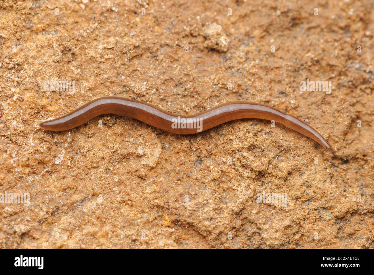 Snake-headed flatworm (Rhynchodemus sylvaticus Stock Photo - Alamy