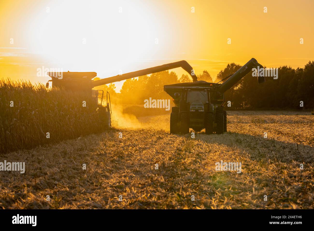 Combine harvesting corn and unloading into grain cart at sunset, Marion ...