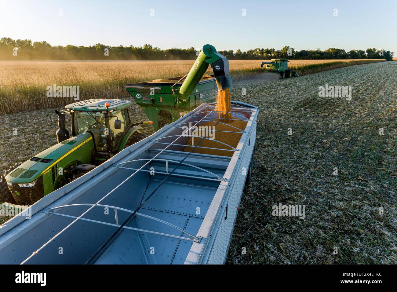 Grain cart unloading corn into semitruck at sunset, Marion County ...