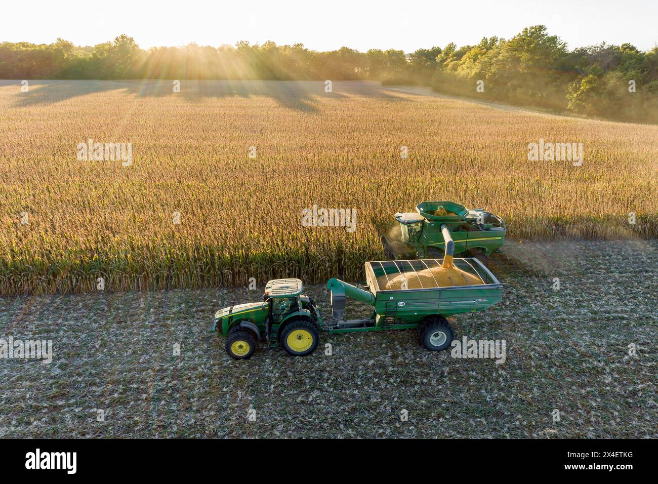 Combine harvesting corn and unloading into grain cart at sunset, Marion ...