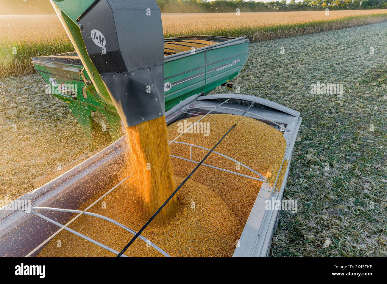 Grain cart unloading corn into semitruck at sunset, Marion County ...