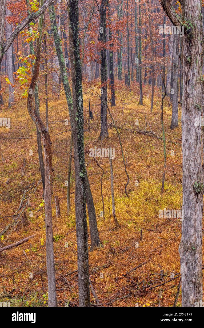 Fall color at Stephen A. Forbes State Park, Marion County, Illinois ...