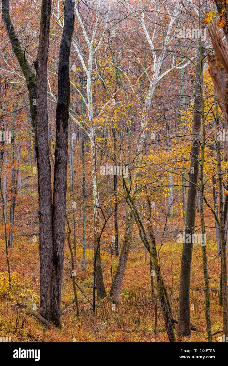 Fall color at Stephen A. Forbes State Park, Marion County, Illinois ...