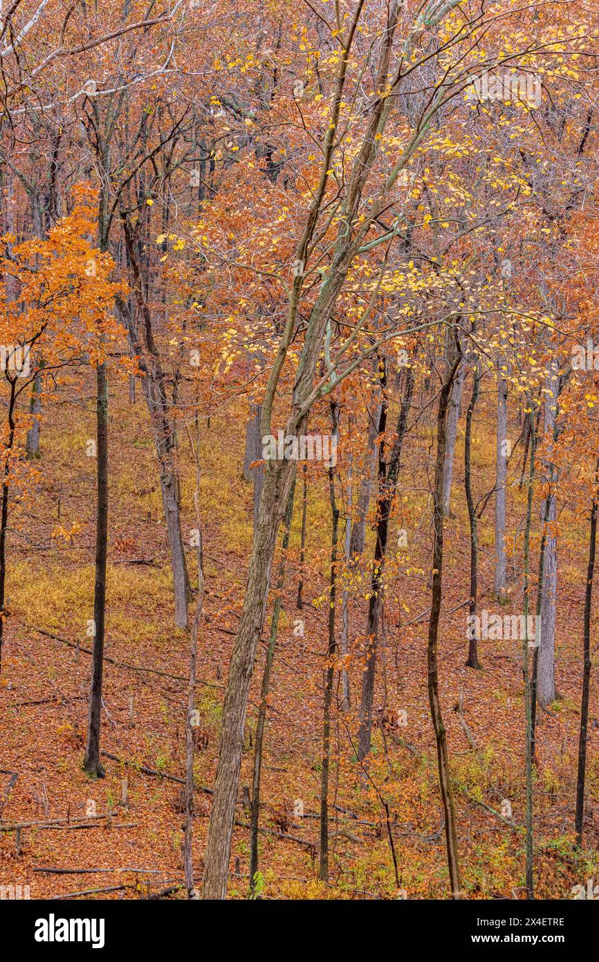 Fall color at Stephen A. Forbes State Park, Marion County, Illinois ...