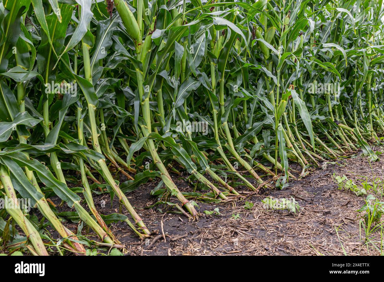 Cornfield with bent and leaning cornstalks from wind damage. Crop ...