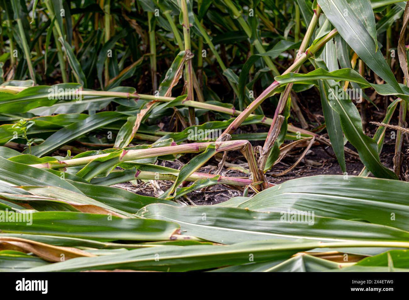 Cornfield with bent and leaning cornstalks from wind damage. Crop ...