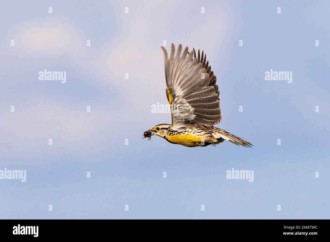 Eastern meadowlark in flight with carpenter bee in beak, Oldham County ...