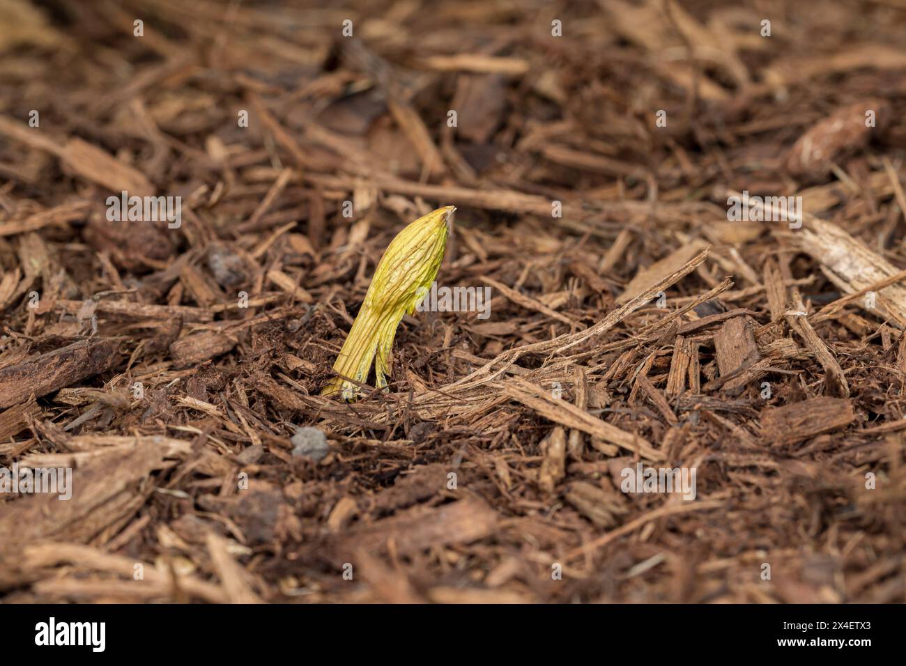 Silver Maple tree helicopter seed stuck in mulch of flowerbed. Lawncare ...