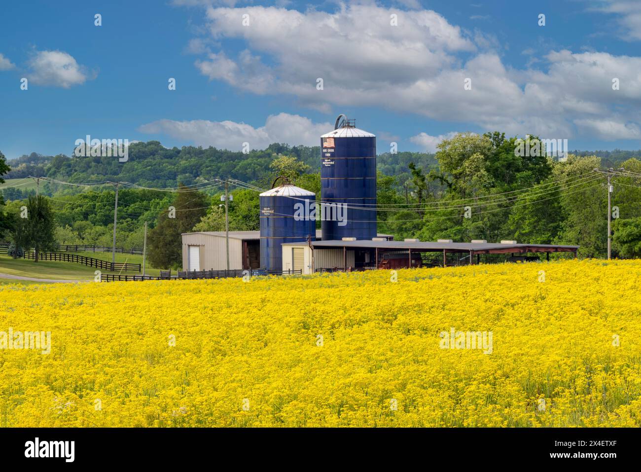 Farm field of butterweed also known as cressleaf groundsel, Oldham ...