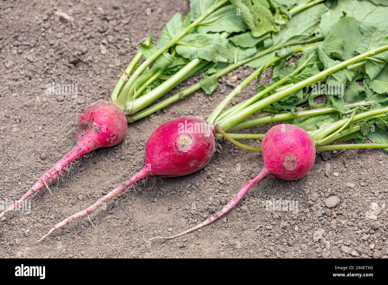 Root damage prevention hi-res stock photography and images - Alamy