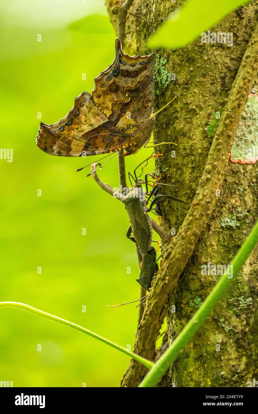 USA, Louisiana, Acadiana Park Nature Station. Assassin bug faces off ...