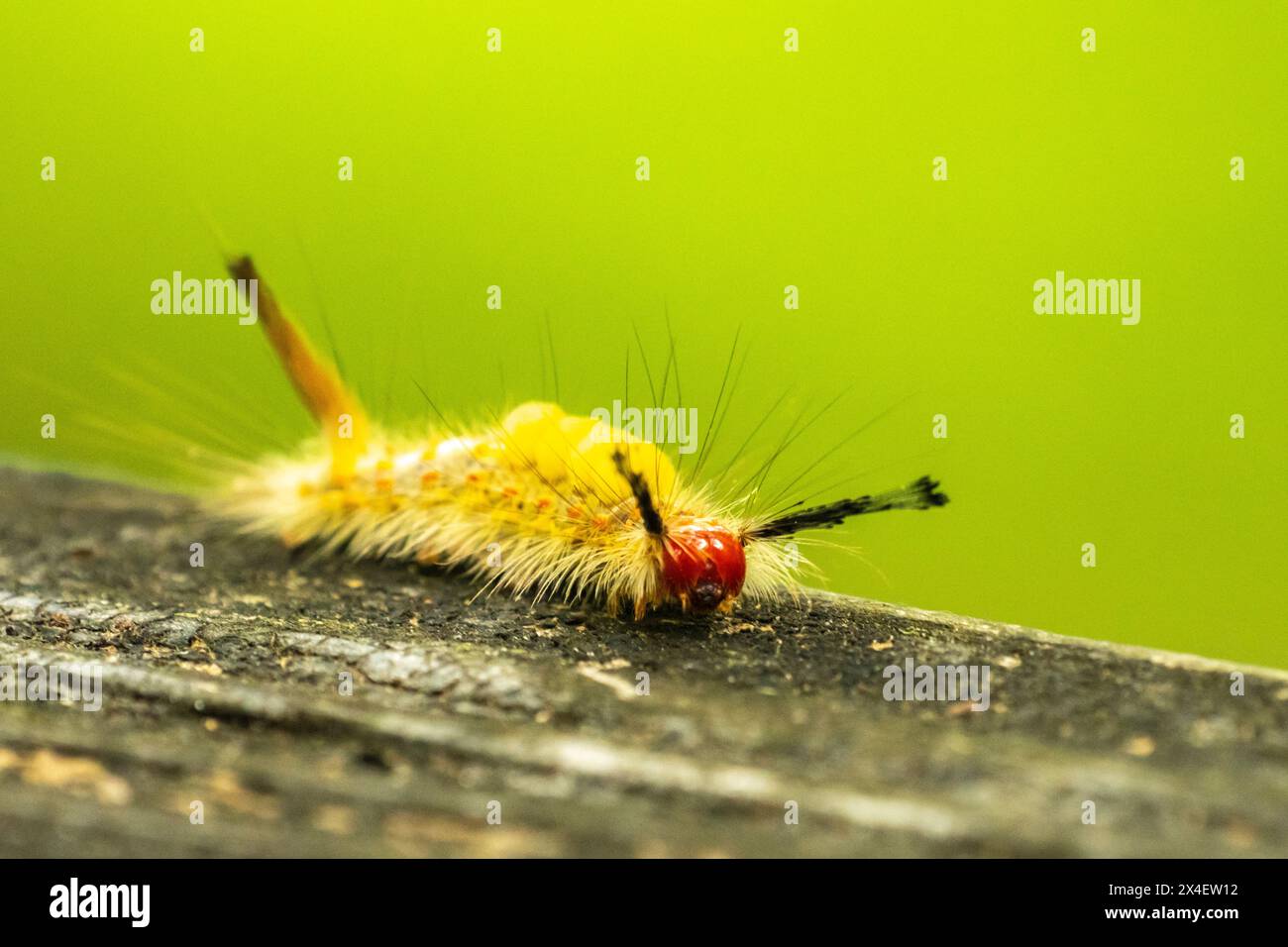 USA, Louisiana, Acadiana Park Nature Station. Assassin bug larva close ...