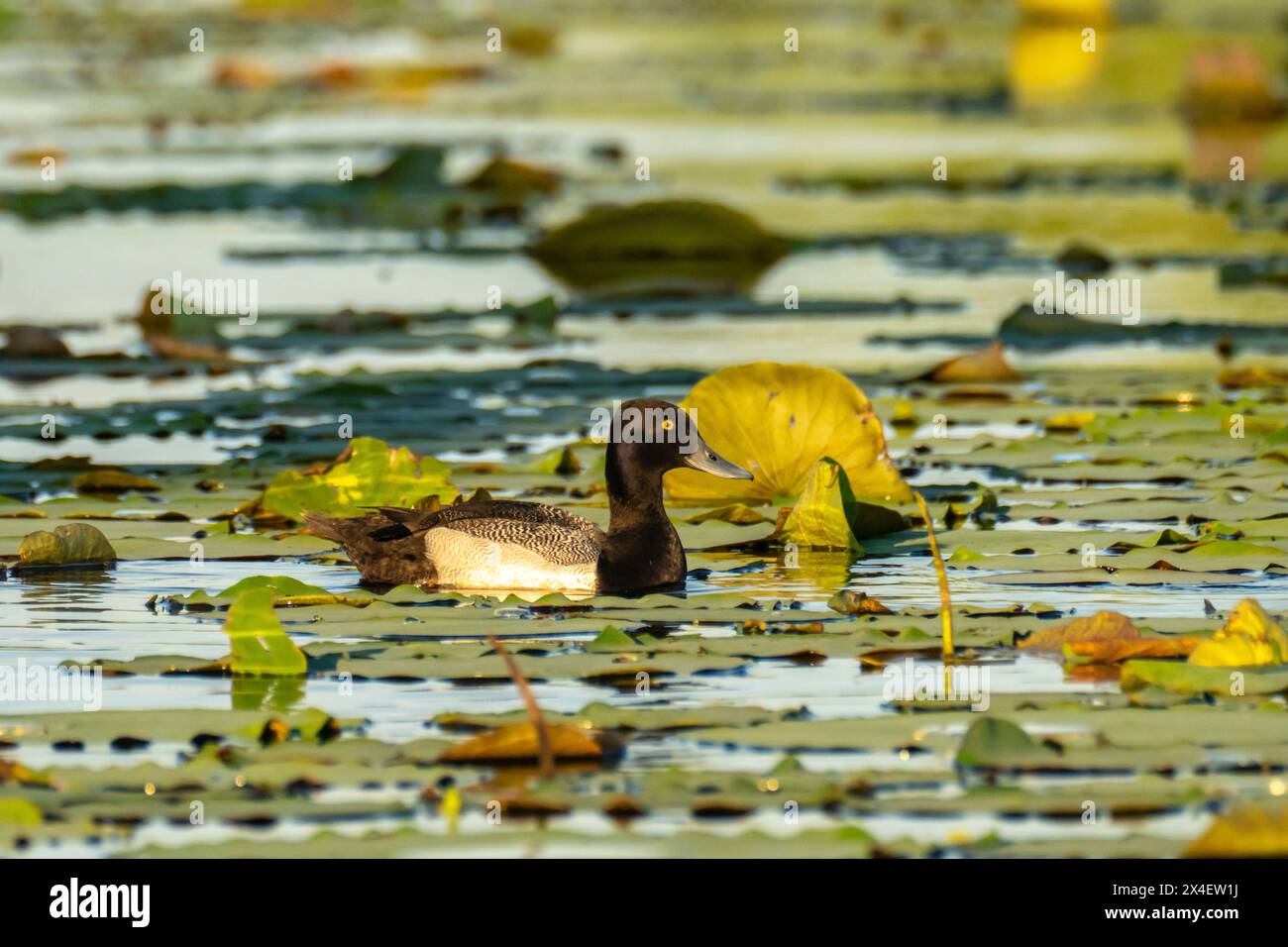 USA, Louisiana, Evangeline Parish. Lesser scaup bird in water Stock ...