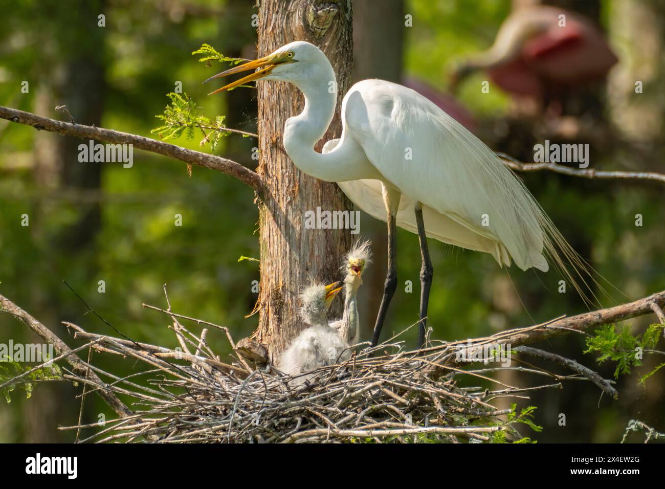 USA, Louisiana, Evangeline Parish. Great egret at nest with chicks ...