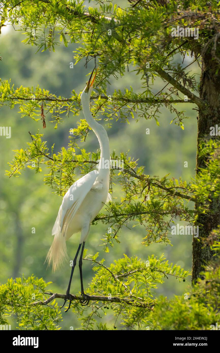 USA, Louisiana, Evangeline Parish. Great egret reaching for nesting ...