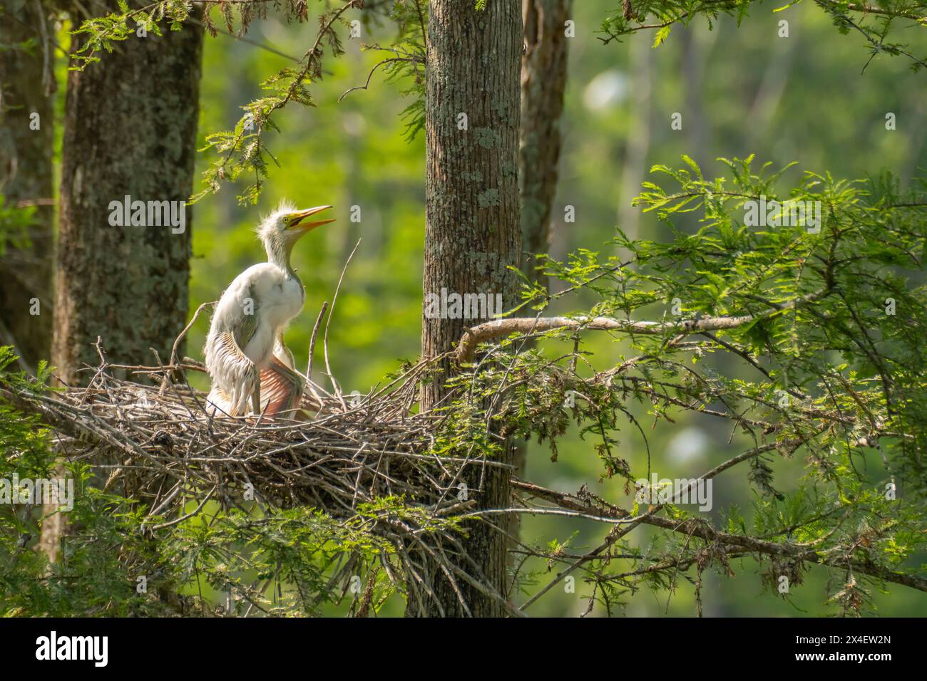 USA, Louisiana, Evangeline Parish. Great egret chick in nest Stock ...