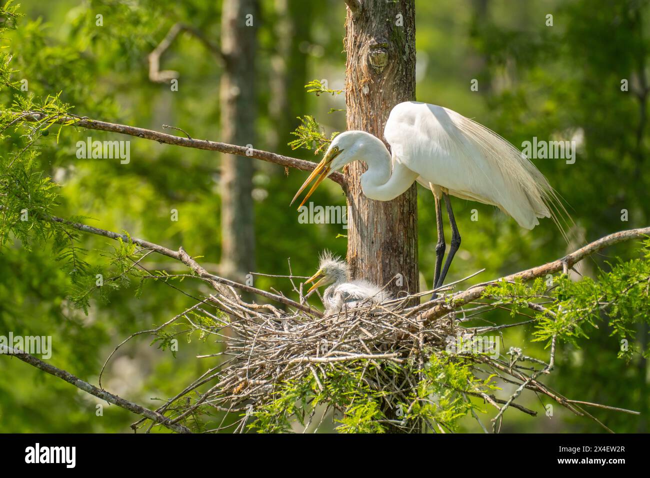 USA, Louisiana, Evangeline Parish. Great egret at nest with chick Stock ...