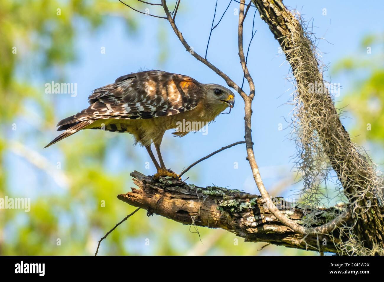USA, Louisiana, Lake Martin. Red-shouldered hawk feeding Stock Photo ...