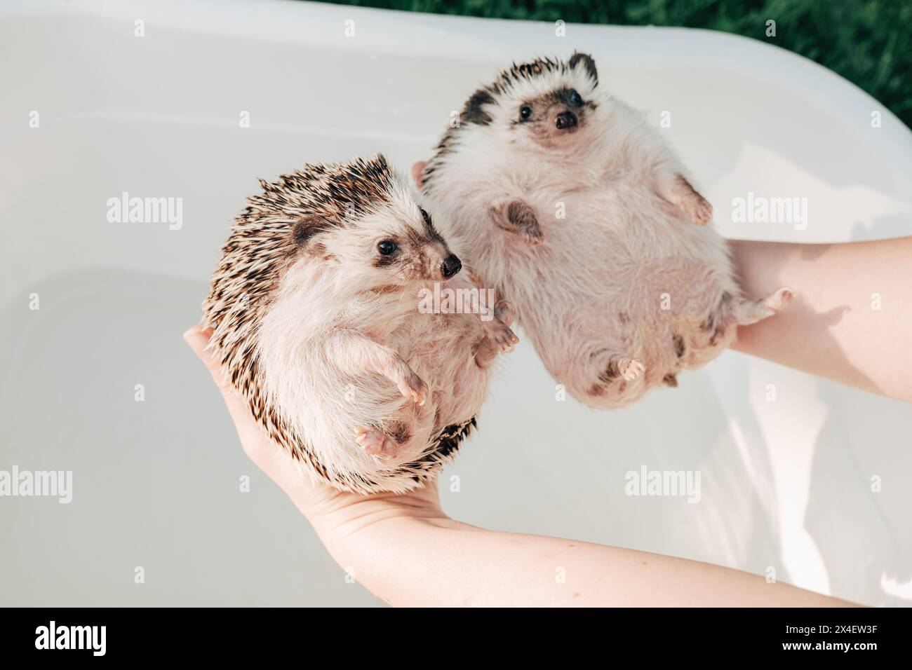 Washing a hedgehog hi-res stock photography and images - Alamy