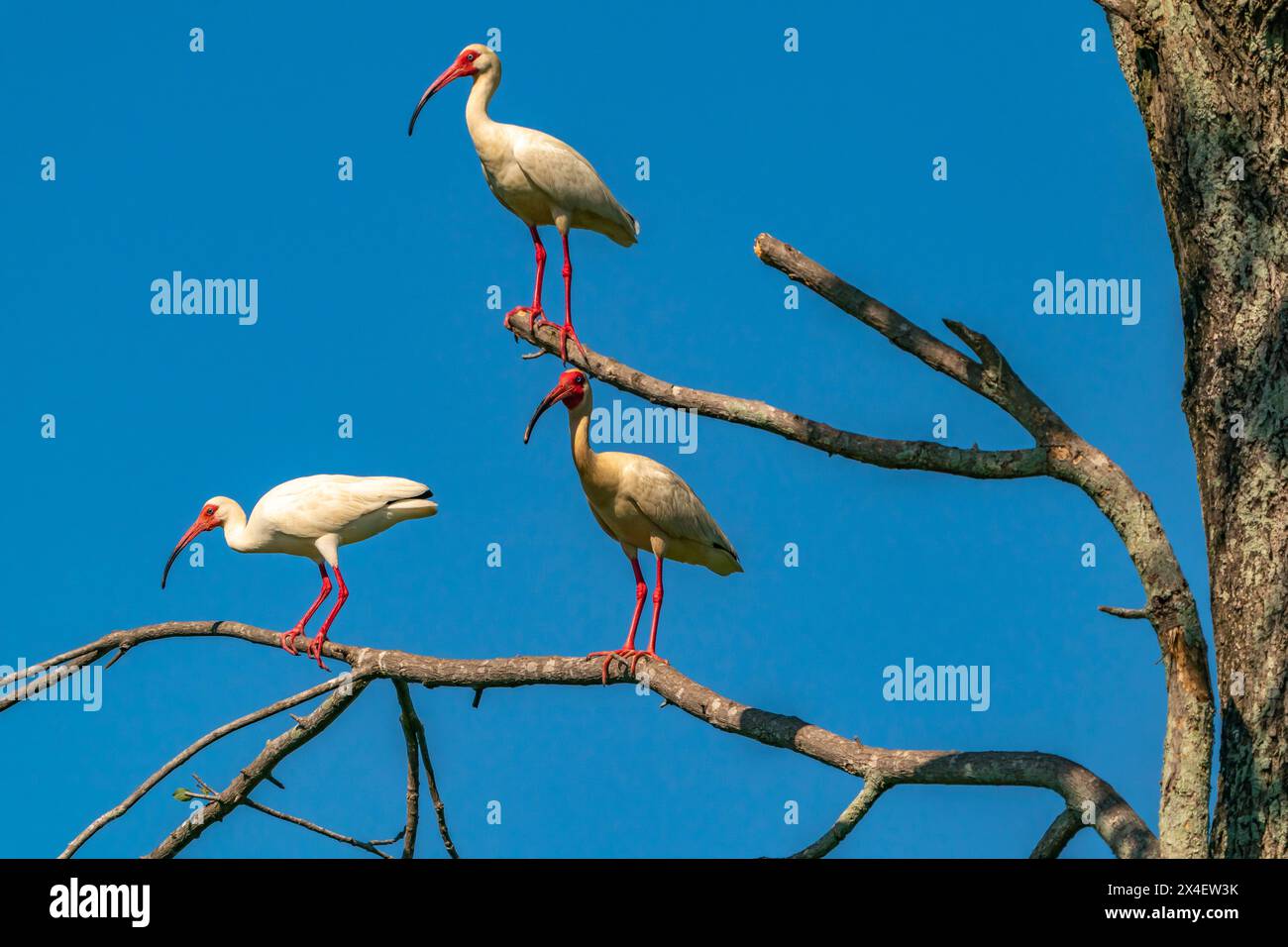 USA, Louisiana, Evangeline Parish. White ibis bird on tree limbs Stock ...