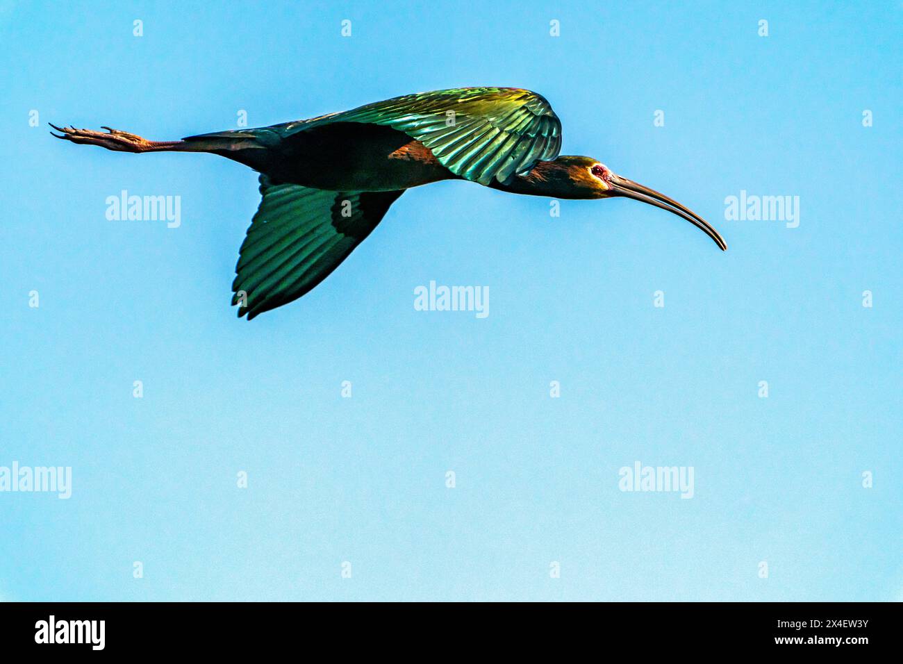 USA, Louisiana, Evangeline Parish. White-faced ibis bird in flight ...