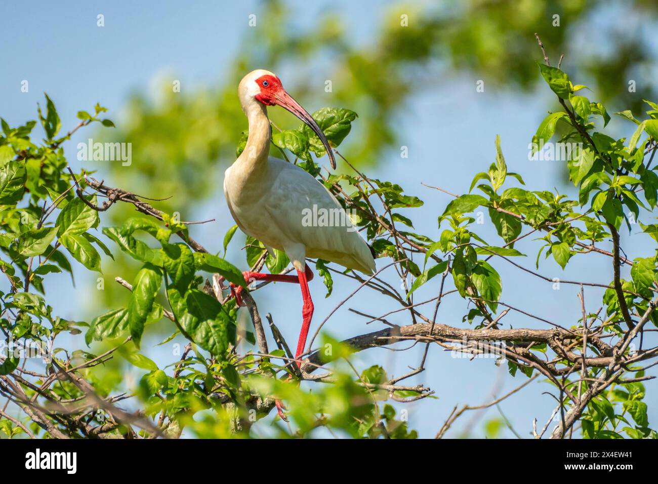 USA, Louisiana, Evangeline Parish. White ibis bird in breeding plumage ...