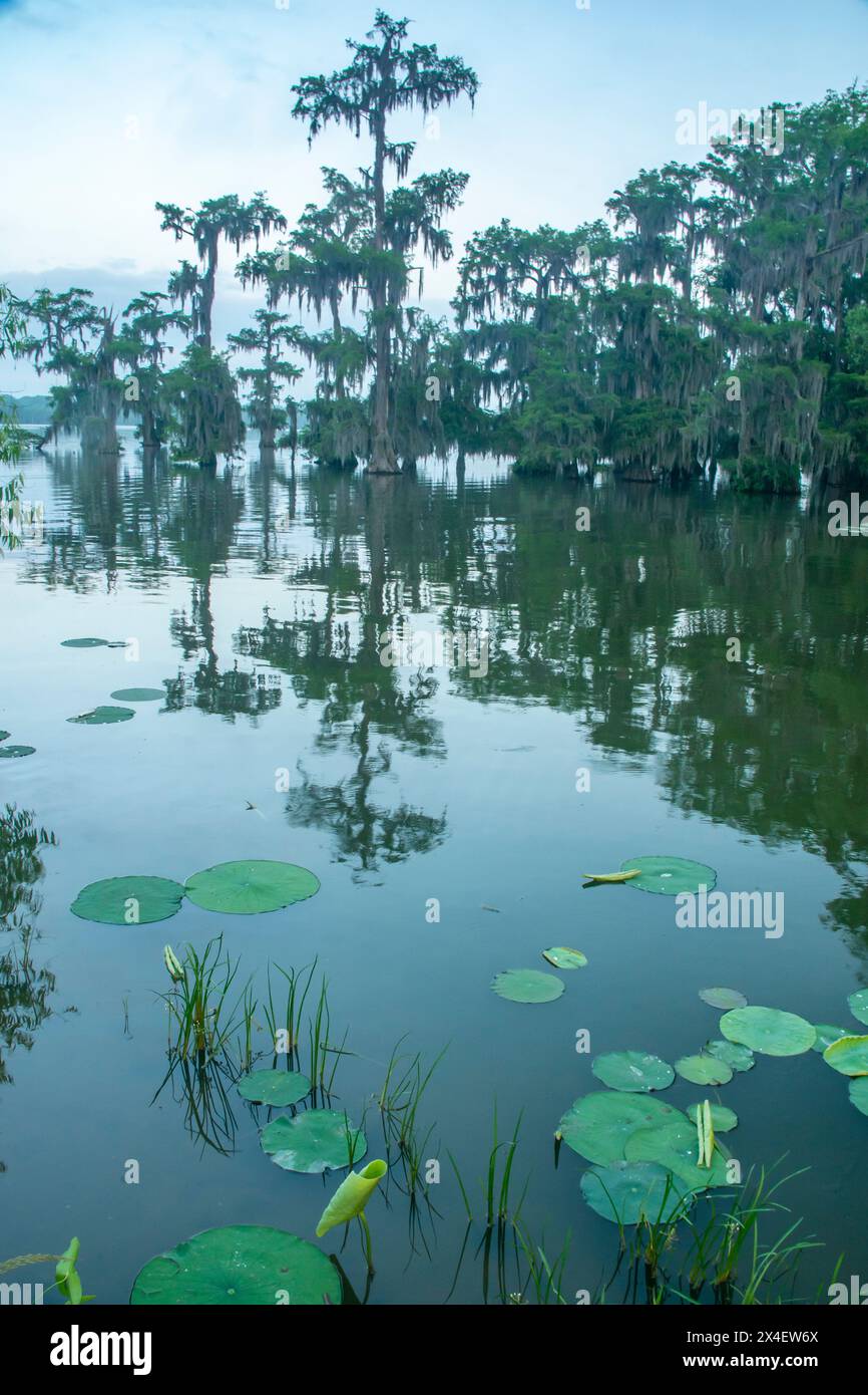 USA, Louisiana, Lake Martin. Cypress trees and lily pads in swamp Stock ...