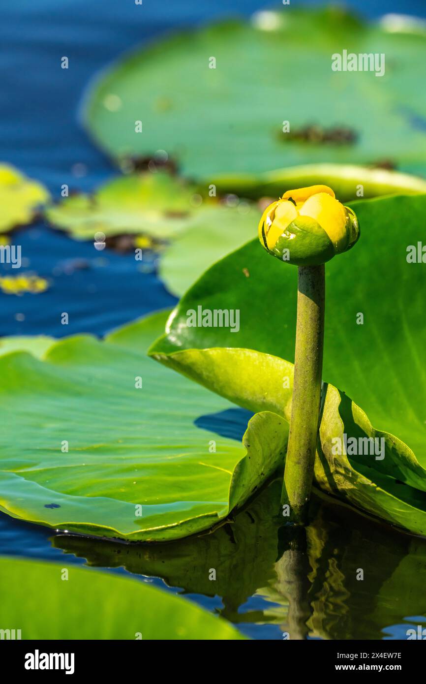 USA, Louisiana, Evangeline Parish. Water lily blossom opening Stock ...
