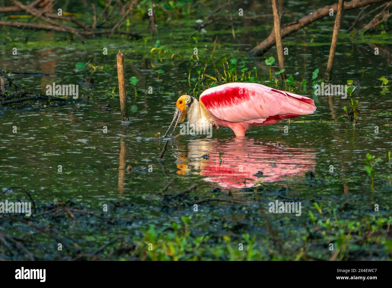 USA, Louisiana, Evangeline Parish. Roseate spoonbill feeding in swamp ...