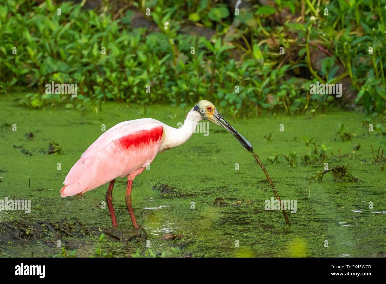 USA, Louisiana, Evangeline Parish. Roseate spoonbill gathers nesting ...