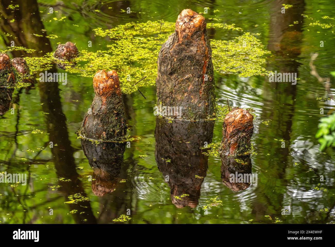 USA, Louisiana, Tensas National wildlife Refuge. Cypress tree stumps in ...