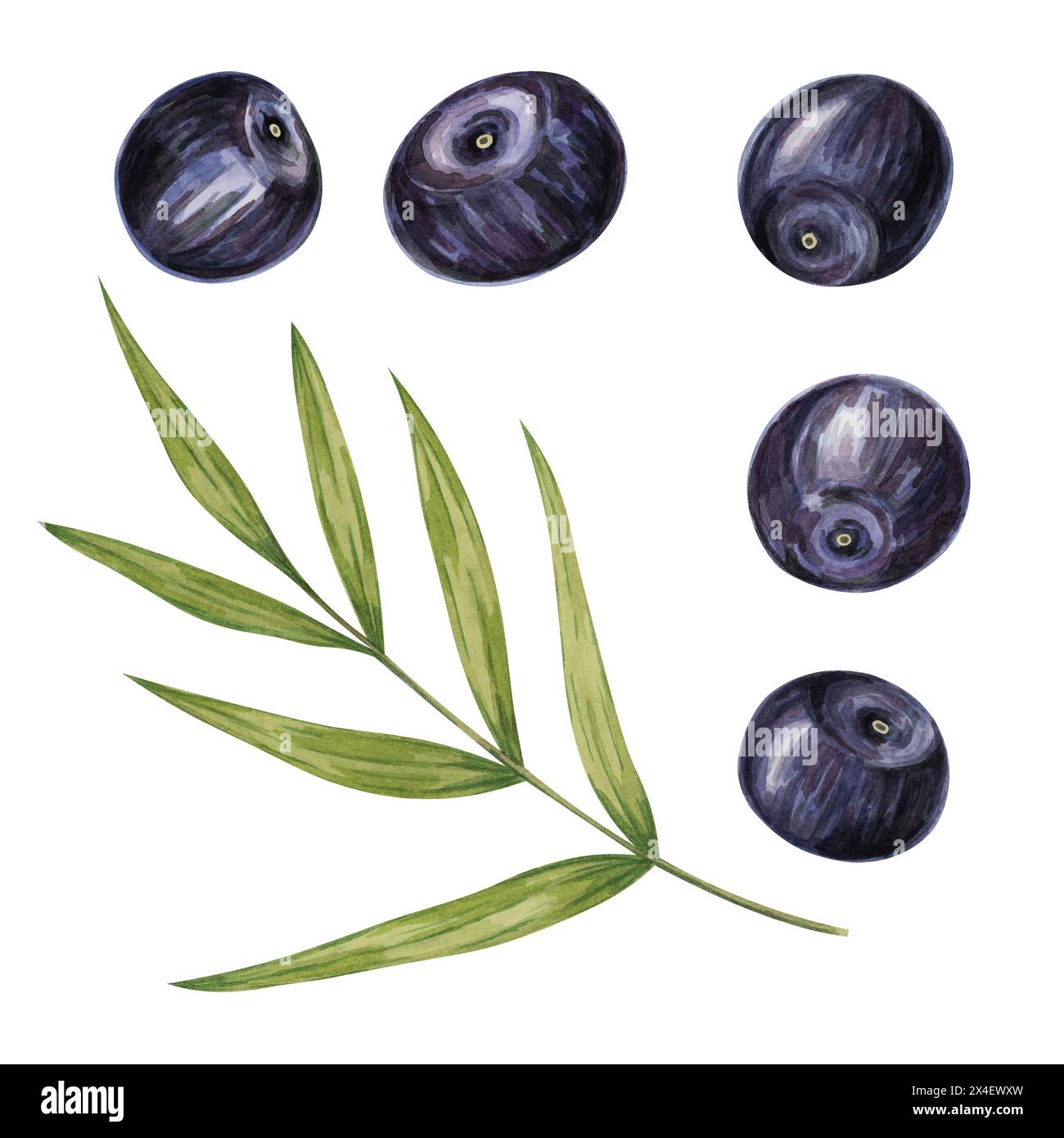 Acai berries superfood and palm leaf elements. Exotic purple tropical ...