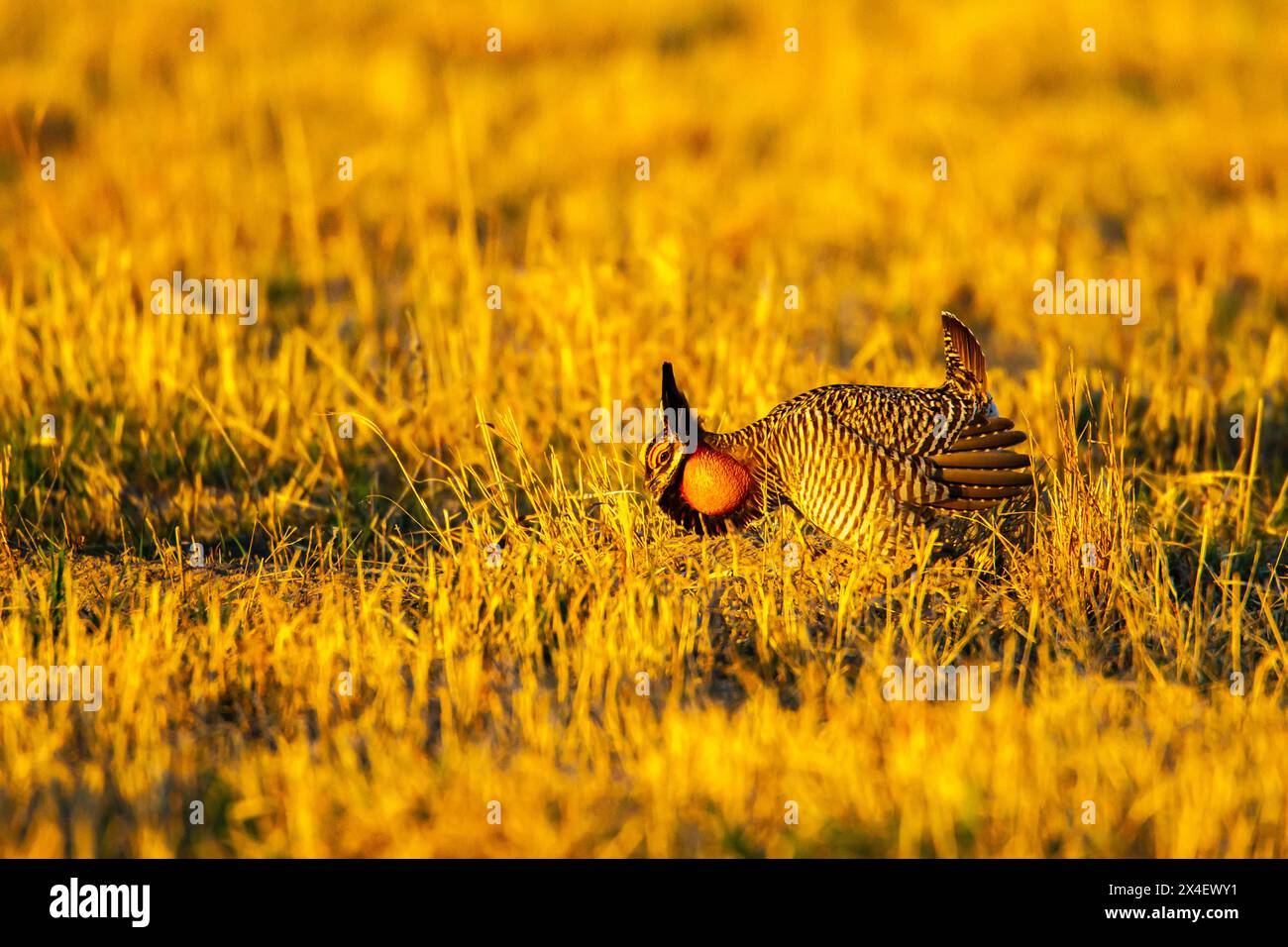 USA, Nebraska, Loup County. Greater prairie chicken male displaying on ...