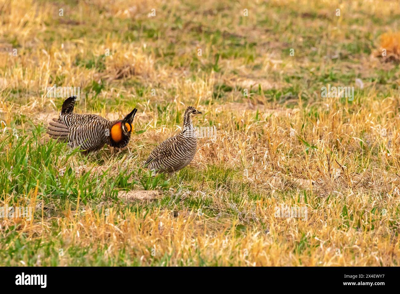 USA, Nebraska, Loup County. Greater prairie chicken male displaying to ...