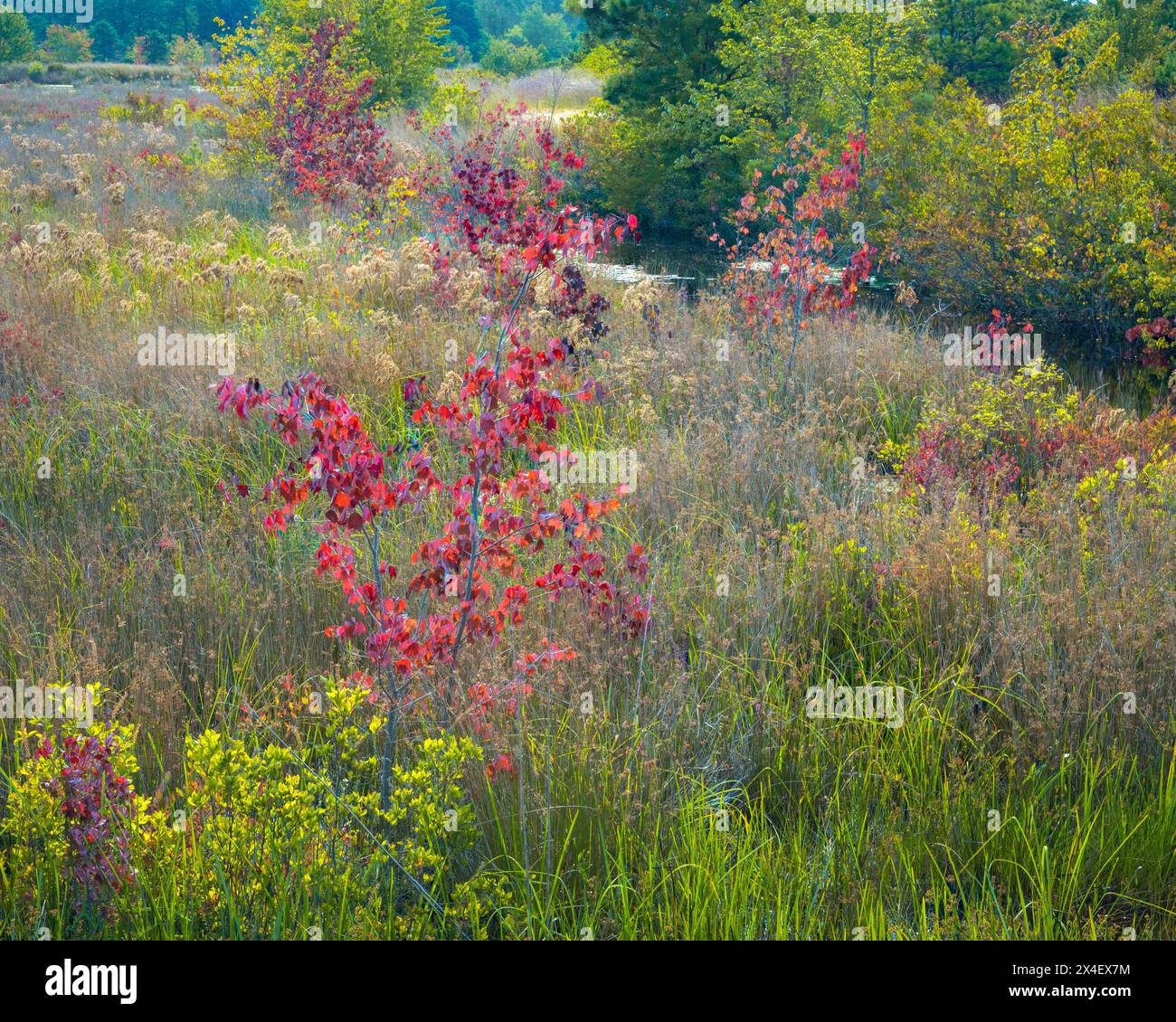 Pine barrens national preserve hi-res stock photography and images - Alamy