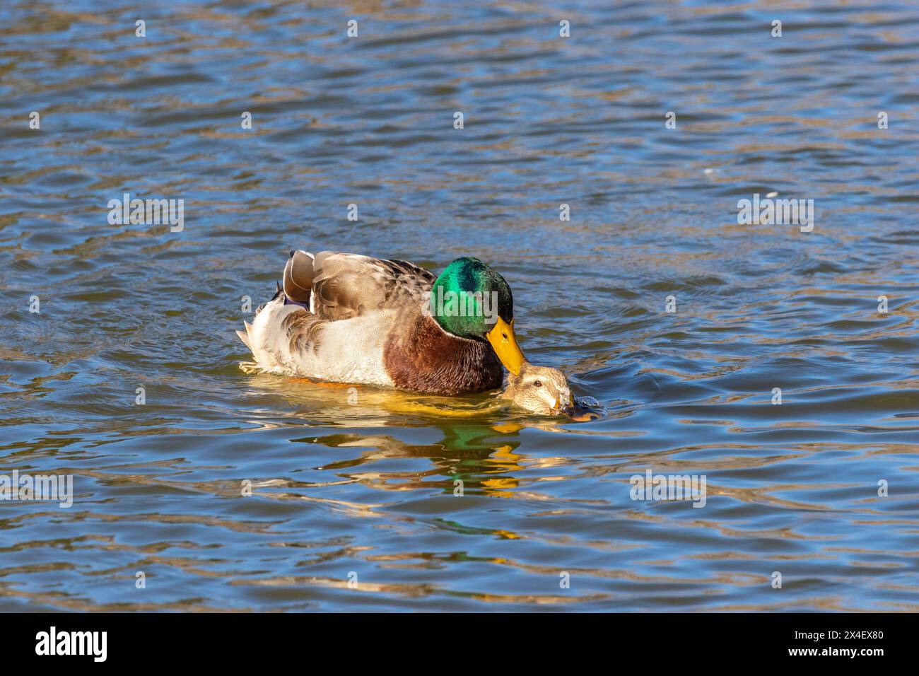 Hen and drake mating hi-res stock photography and images - Alamy