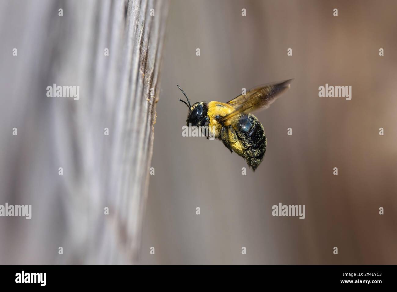 Carpenter bee in flight, hovering near wooden deck rail, North Carolina ...