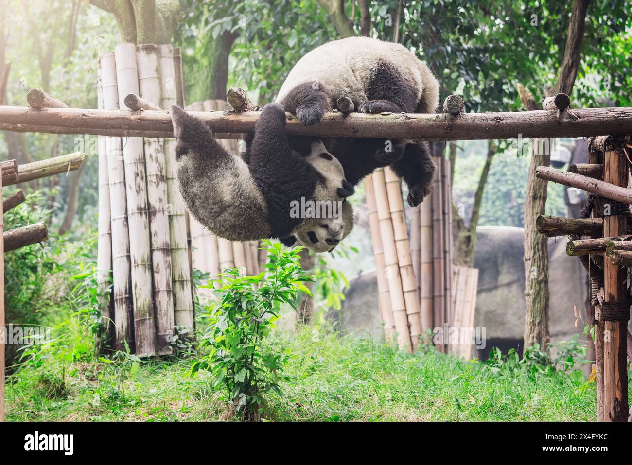 Giant Panda bears play with each other on the tree trunk in the park ...