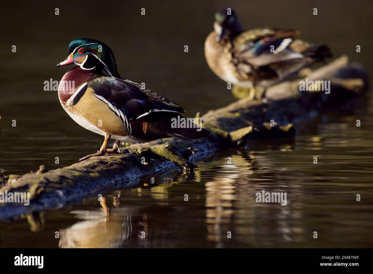 Wood duck male female preening hi-res stock photography and images - Alamy