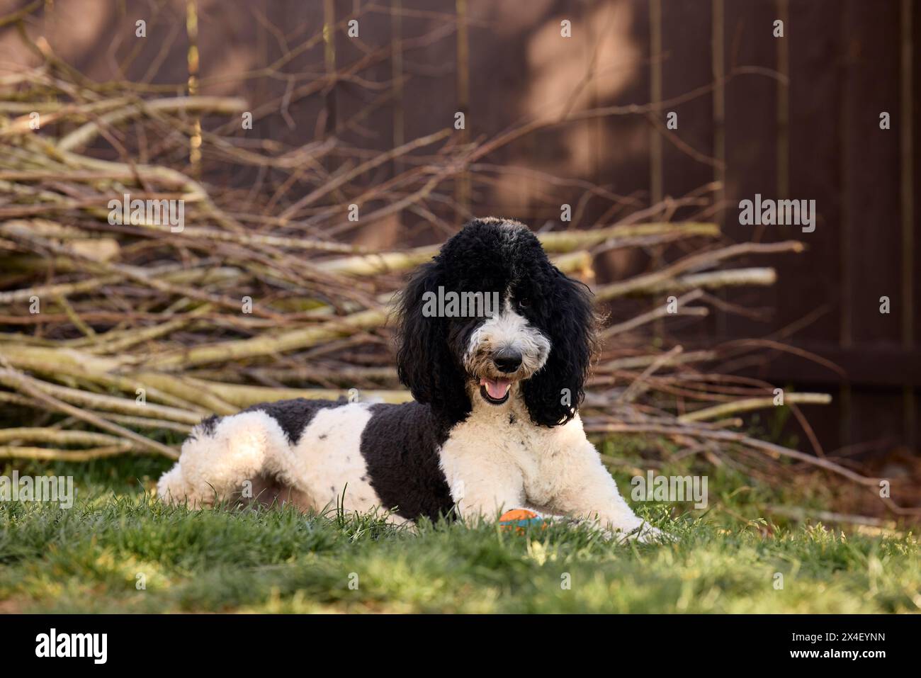 Poodle playing ball in backyard Stock Photo - Alamy