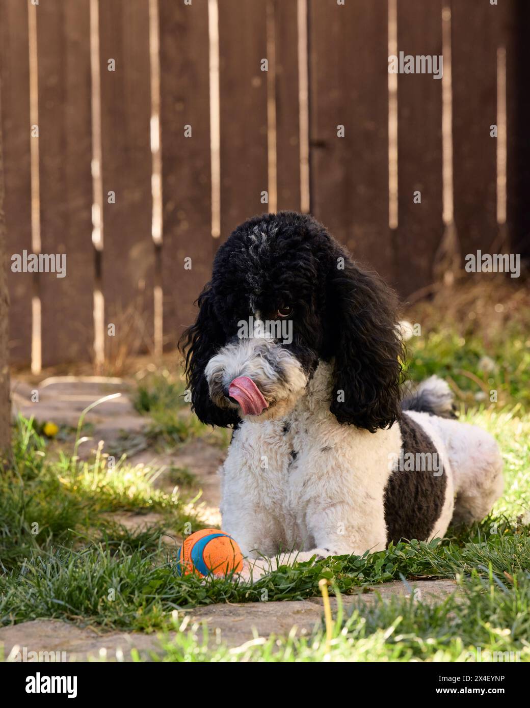 Poodle playing ball in backyard Stock Photo - Alamy