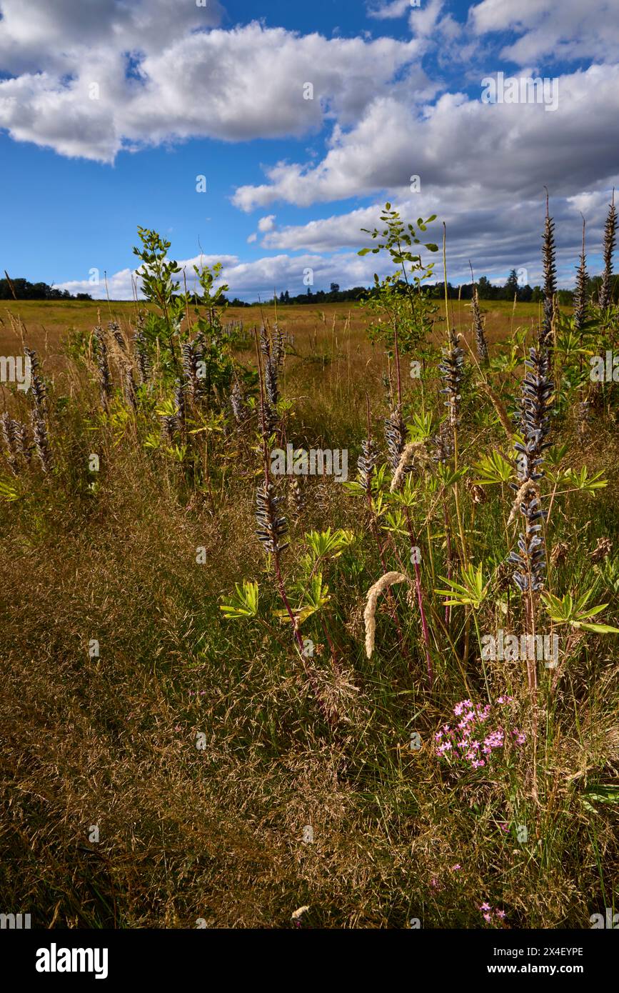 True babystars and blue-pod lupine on the oak savanna Stock Photo - Alamy