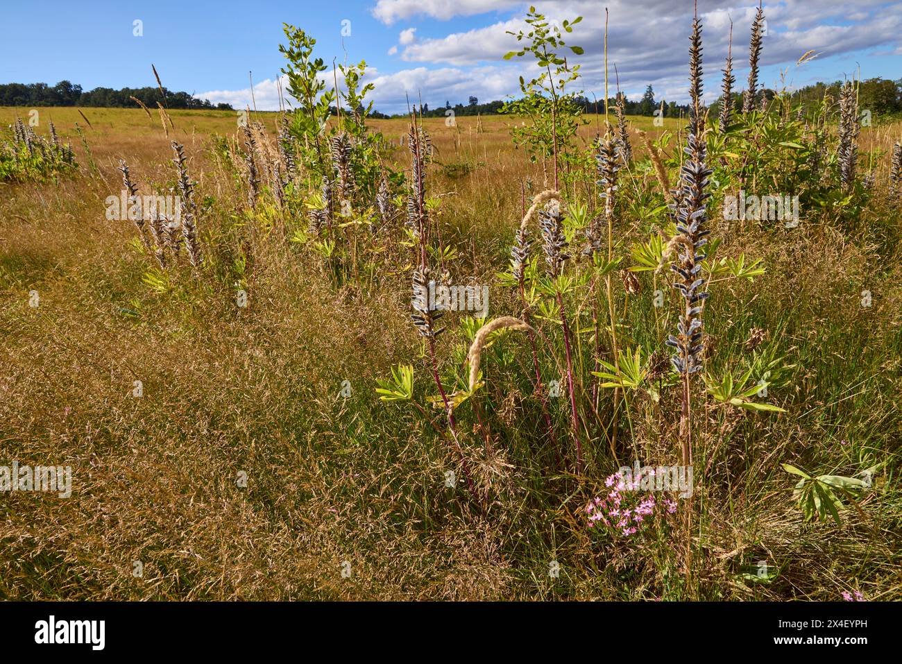 True babystars and blue-pod lupine on the oak savanna Stock Photo - Alamy