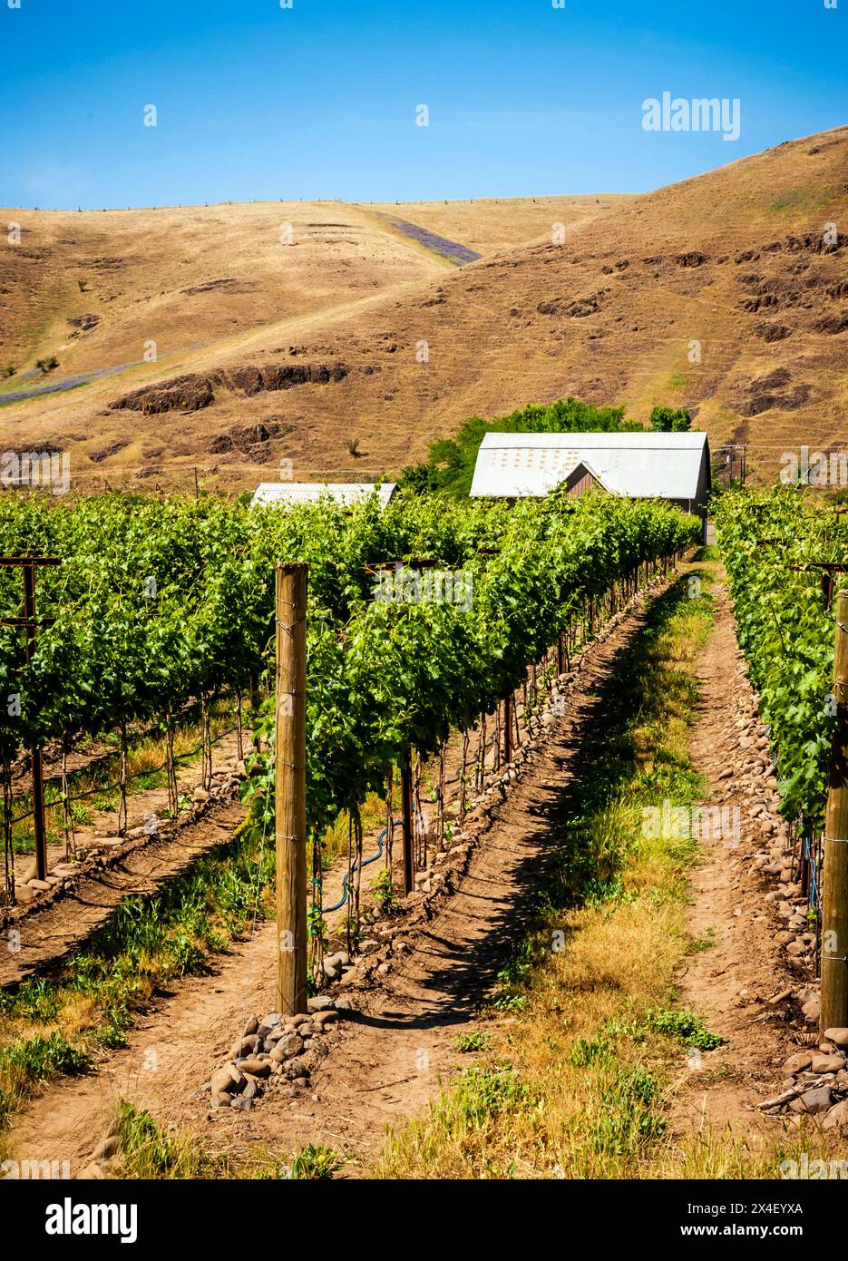 USA, Oregon, Milton-Freewater. Signature river rocks dot the Resurgent ...